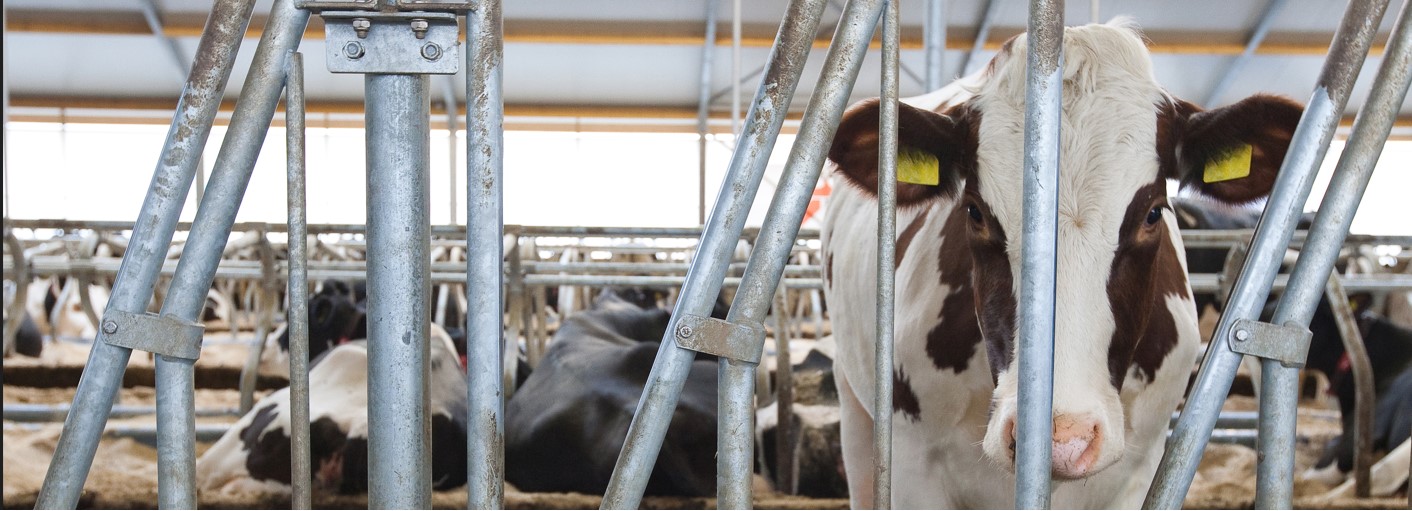 Stalgeheim: melkkoe staat 85 procent van haar leven op stal - Wakker Dier