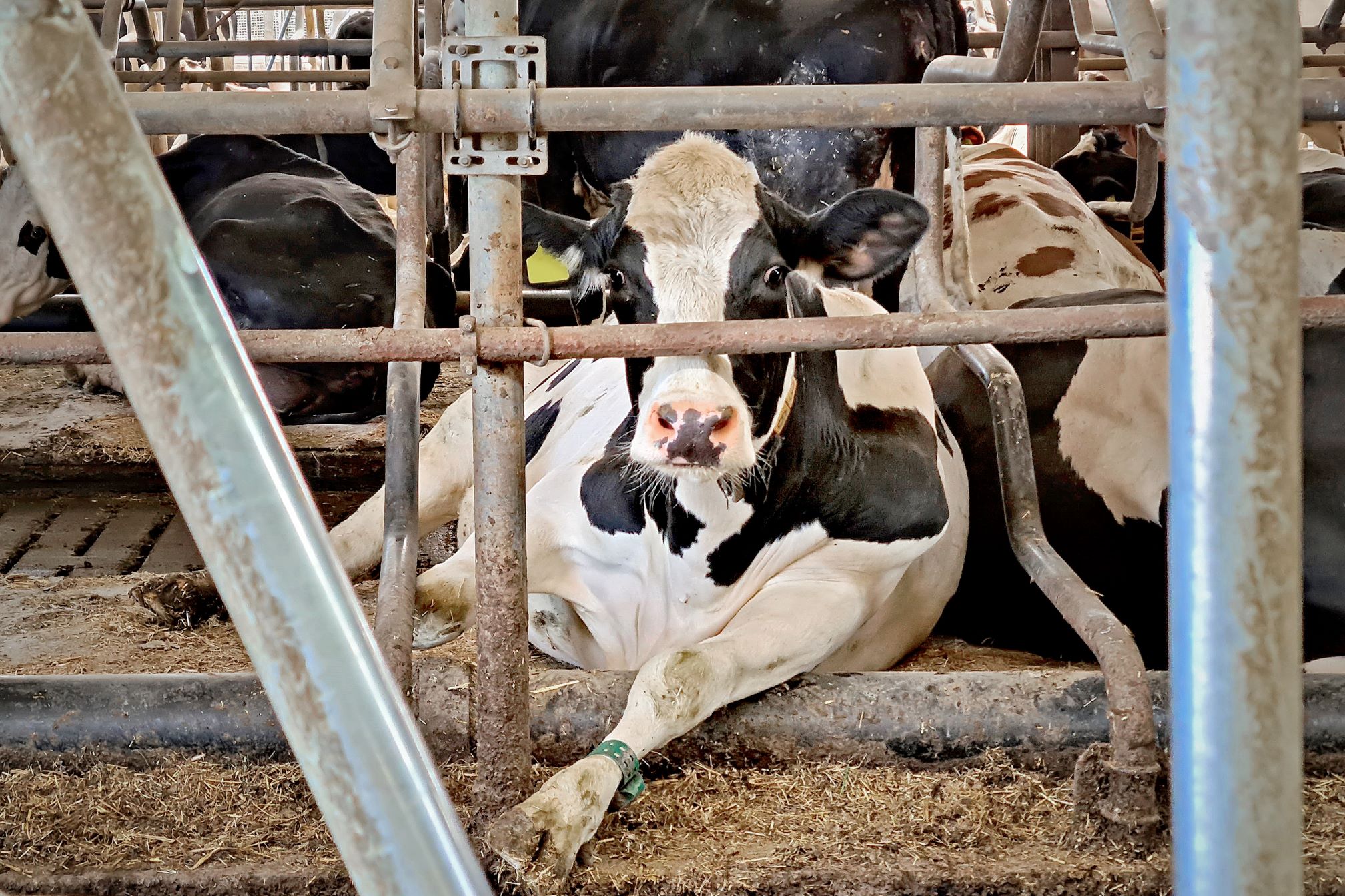 RCC: lespakketten Schoolmelk-programma misleidend - Wakker Dier