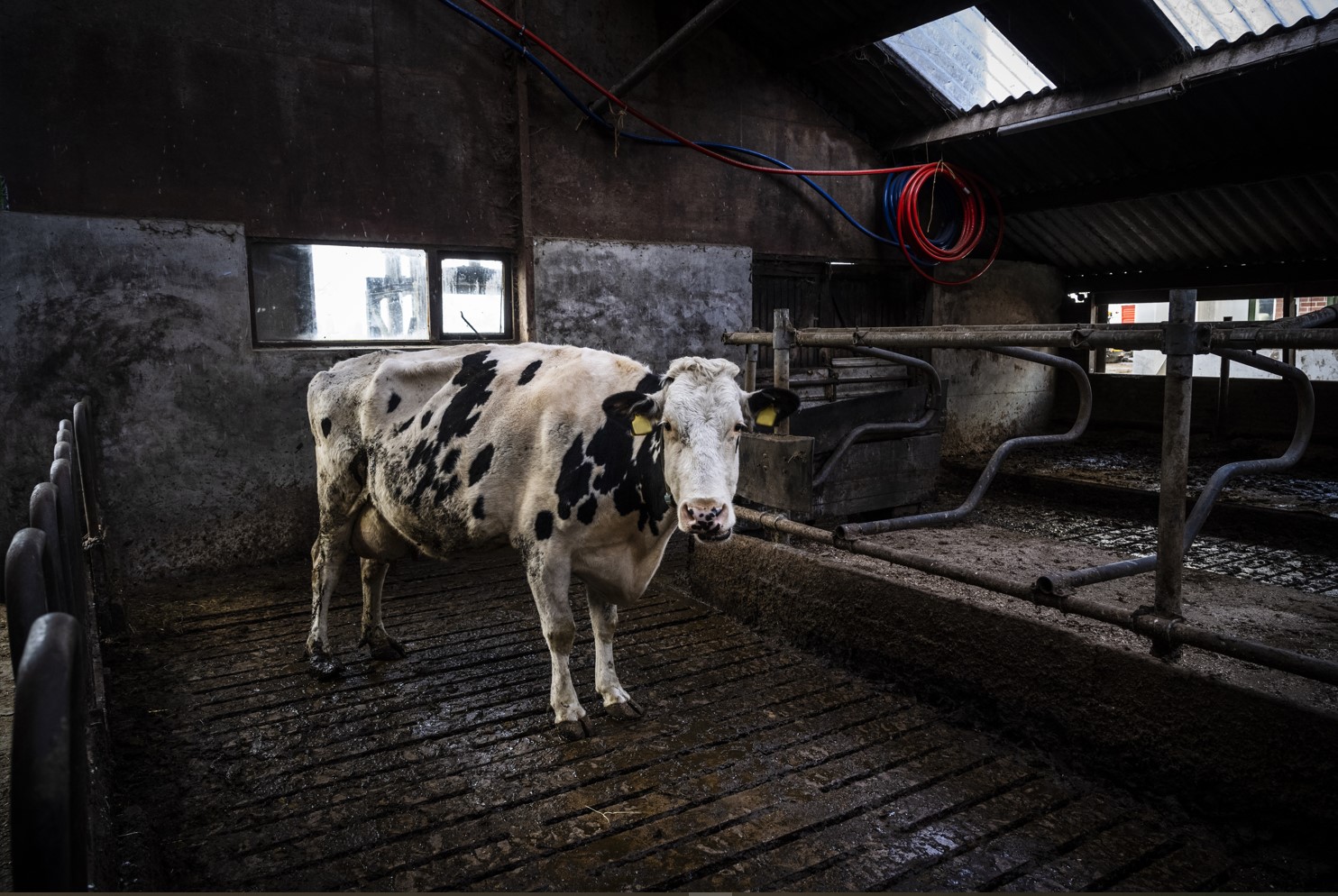 Wakker Dier waarschuwt opnieuw voor sloopmelk in A-merken - Wakker Dier