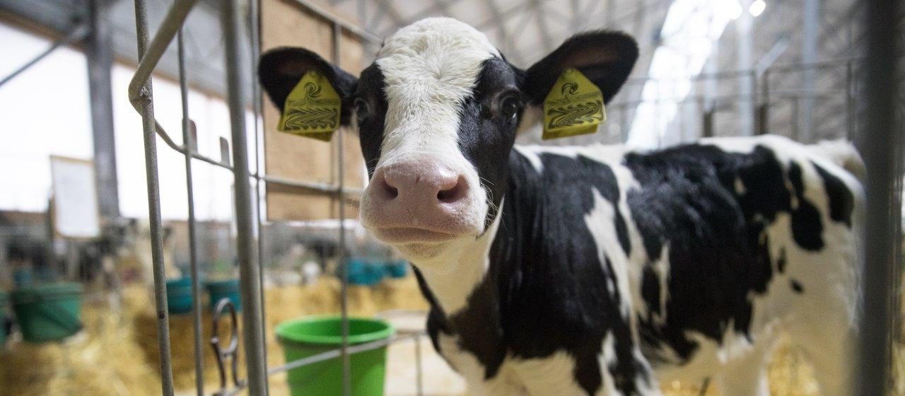 Onzichtbaar dierenleed: 46 miljoen dieren dood in stallen - Wakker Dier